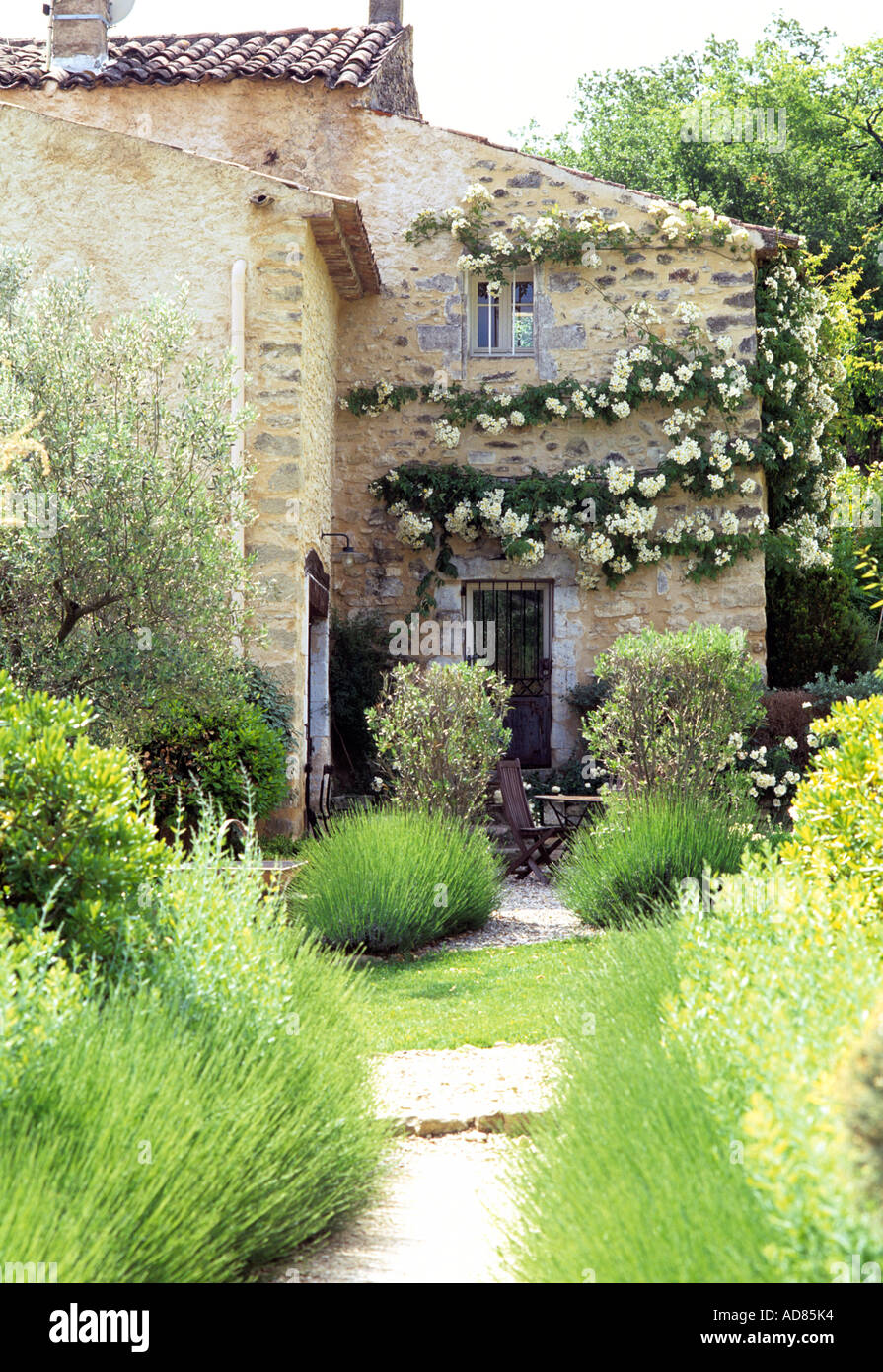 Lavender rose hi-res stock photography and images - Alamy