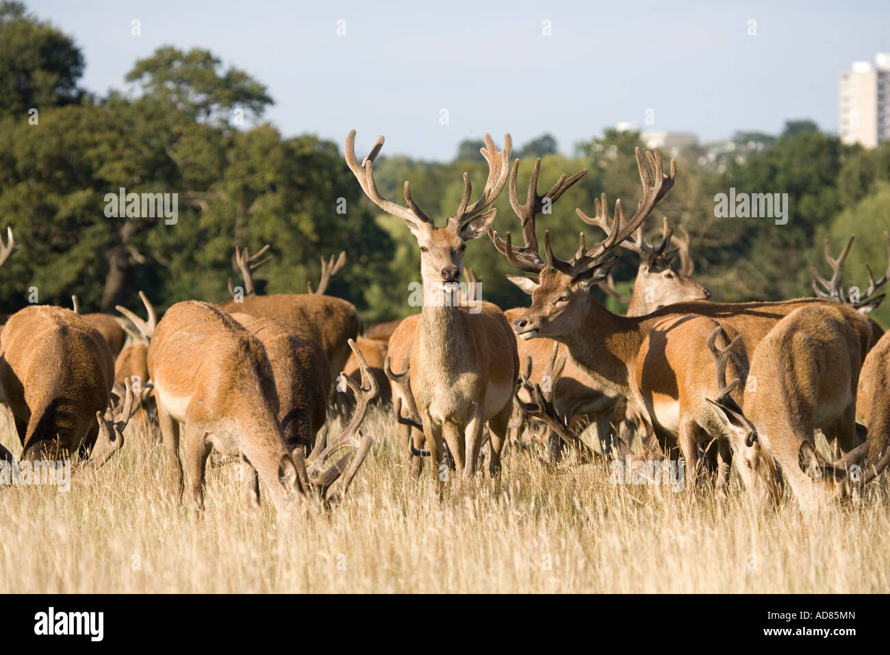 Deer Richmond Park London Stock Photo - Alamy