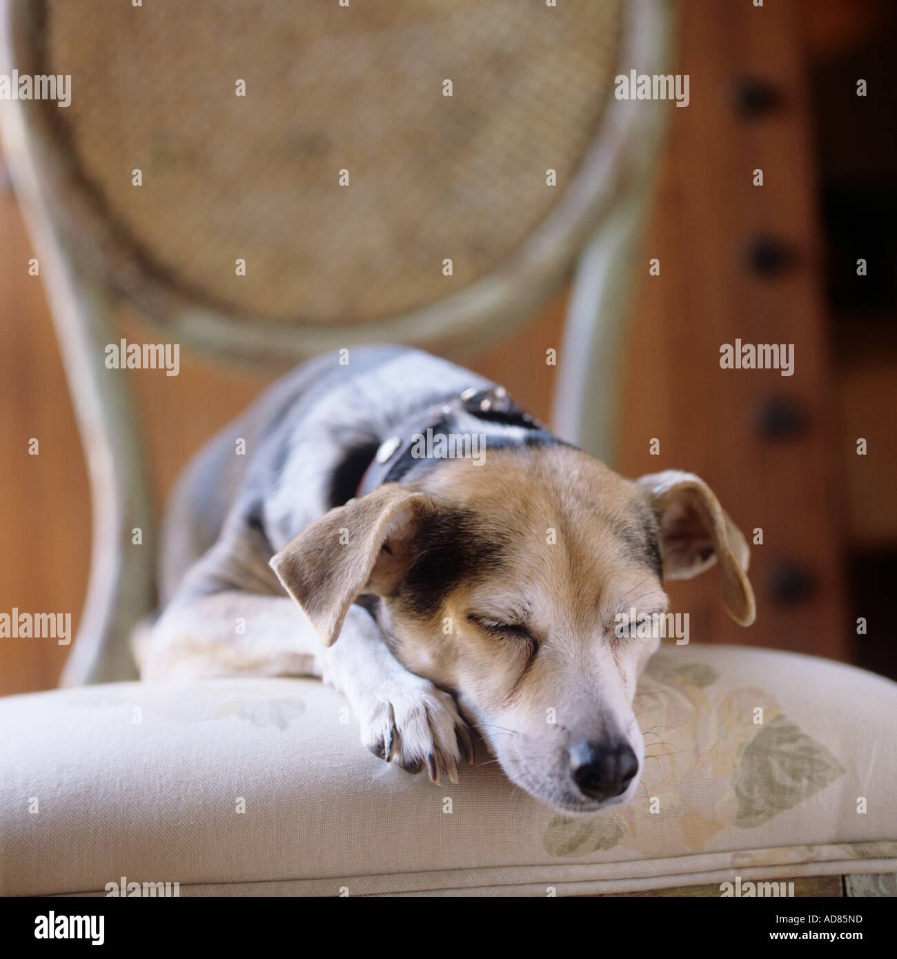 Jack russell sleeping on an antique chair Stock Photo - Alamy