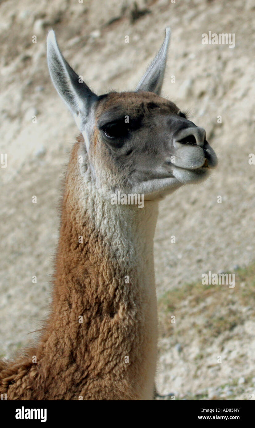 Guanaco hi-res stock photography and images - Alamy