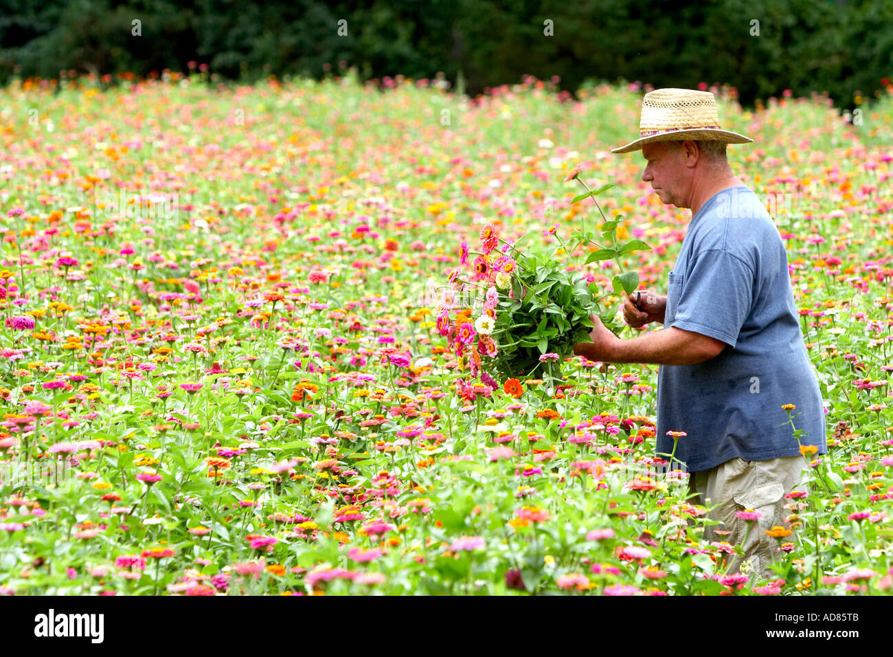 Man picking flowers Martha s Vineyard guy male flower flowers plants ...
