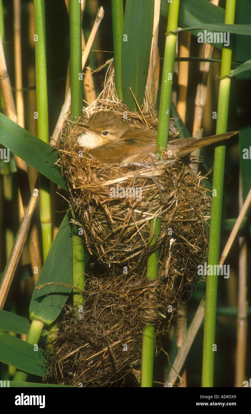 European Reed Warbler Acrocephalus scirpaceus adult sitting nest in ...