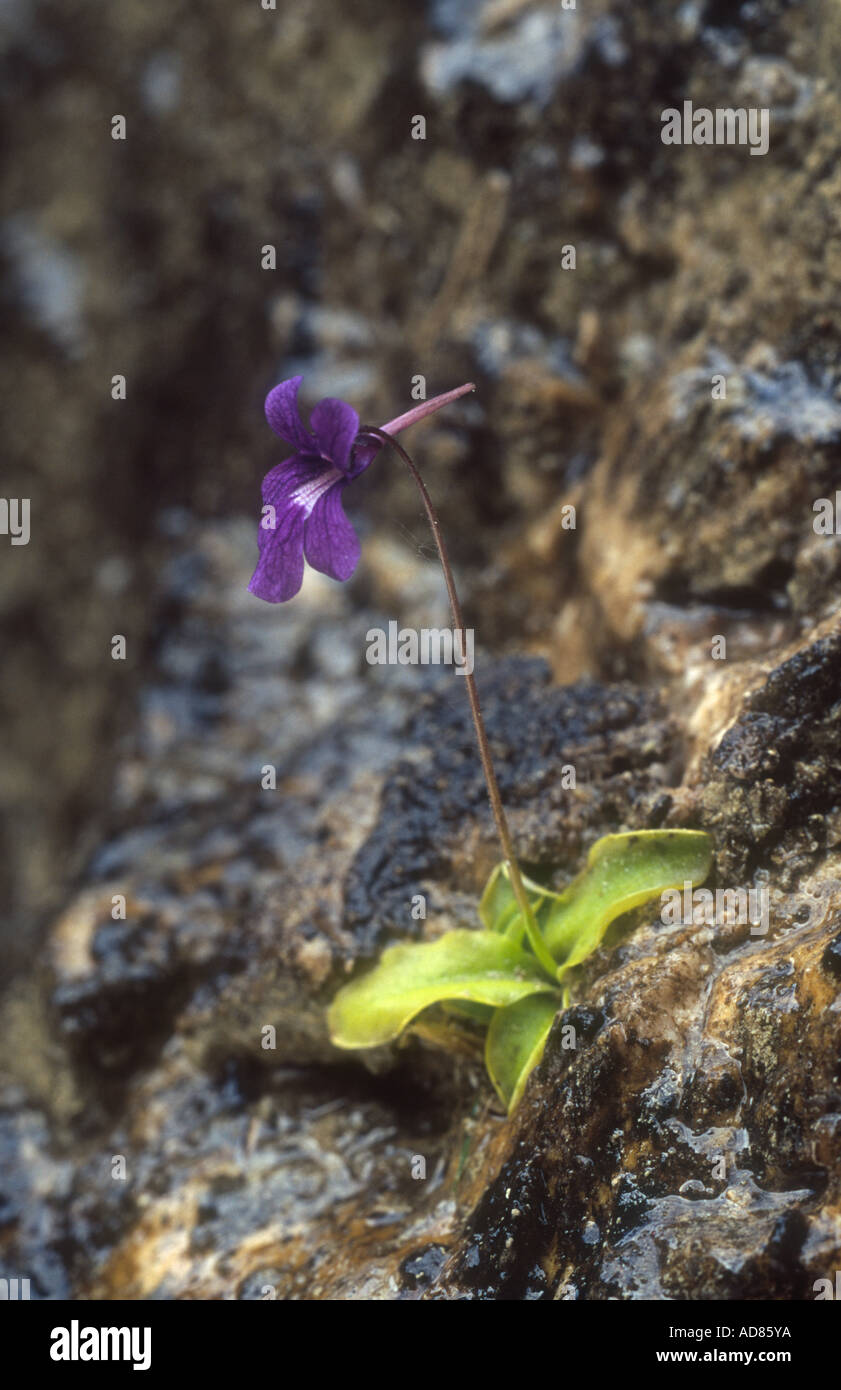 Large-flowered Butterwort Pinguicula grandiflora plant in flower on wet ...