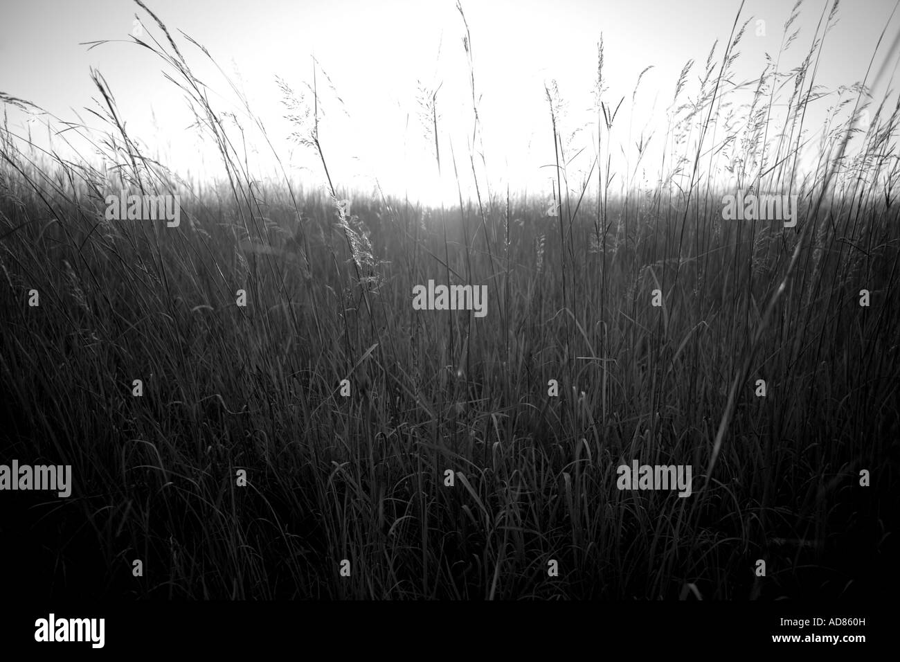 prairie grasses northern illinois prairie Stock Photo - Alamy