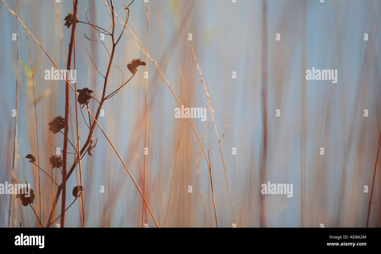 prairie vegetation in late autumn northern illinois Stock Photo - Alamy