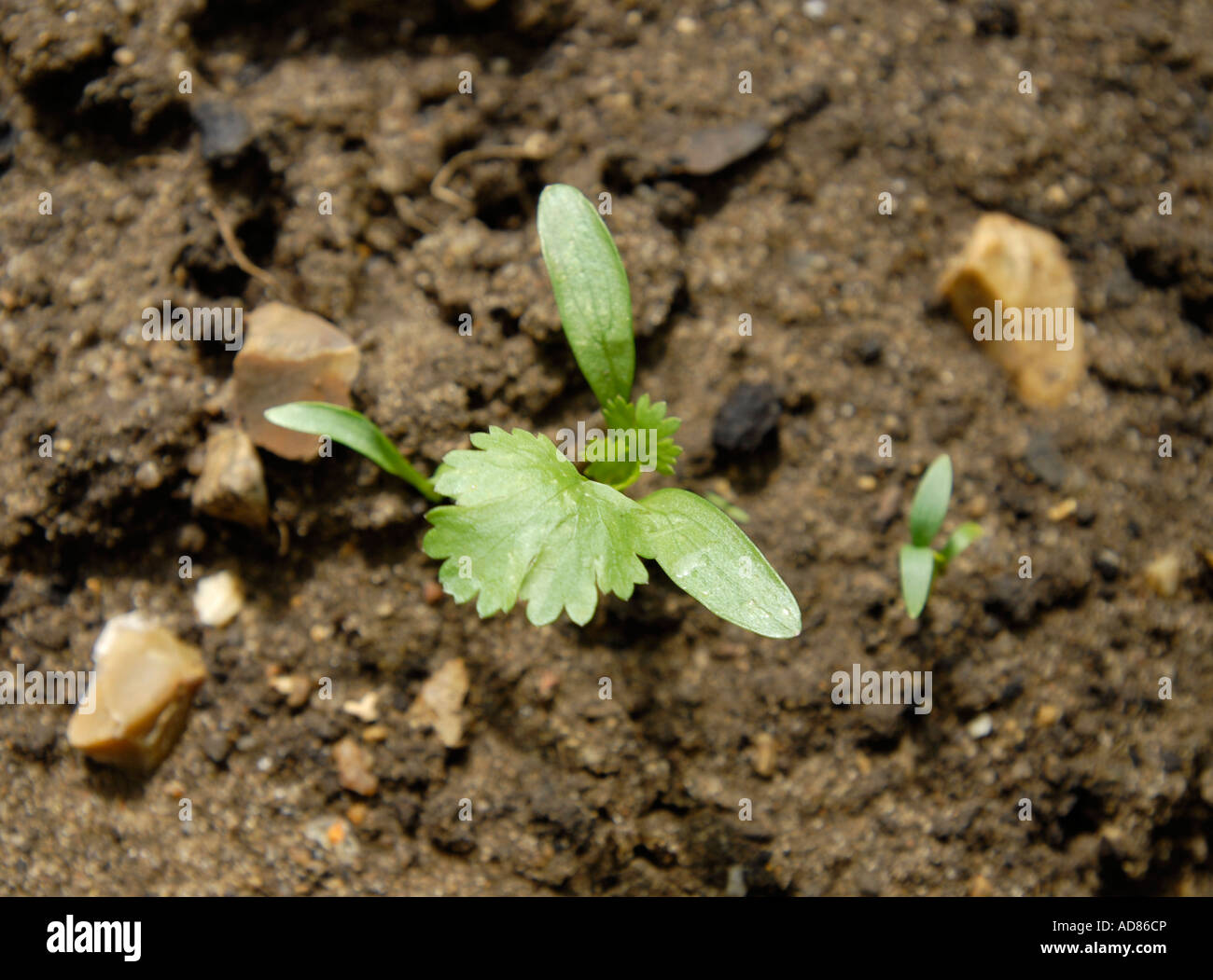 Coriander seedlings hi-res stock photography and images - Alamy