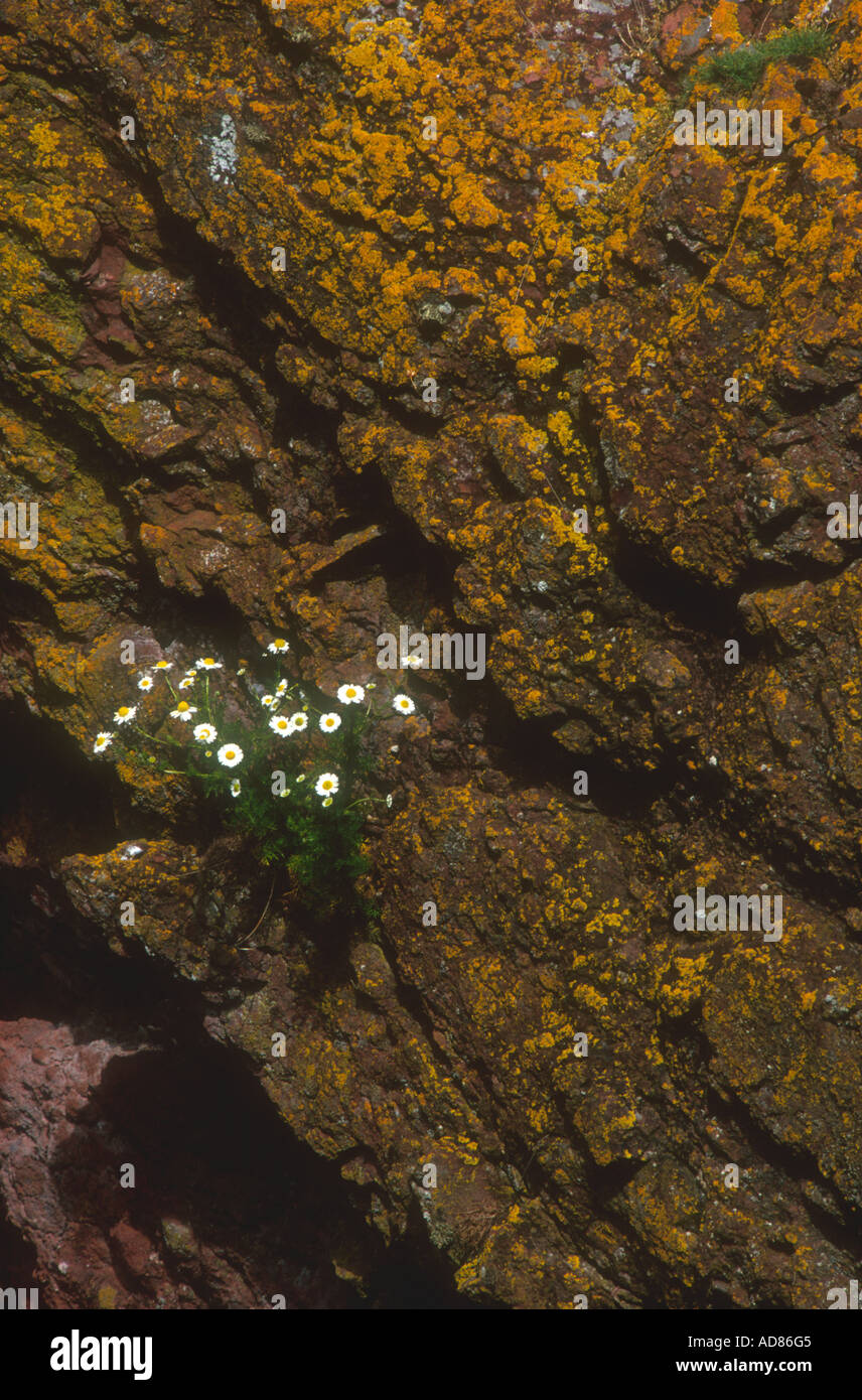 Sea Mayweed Tripleurospermum maritimum growing on Lichen covered rocks ...