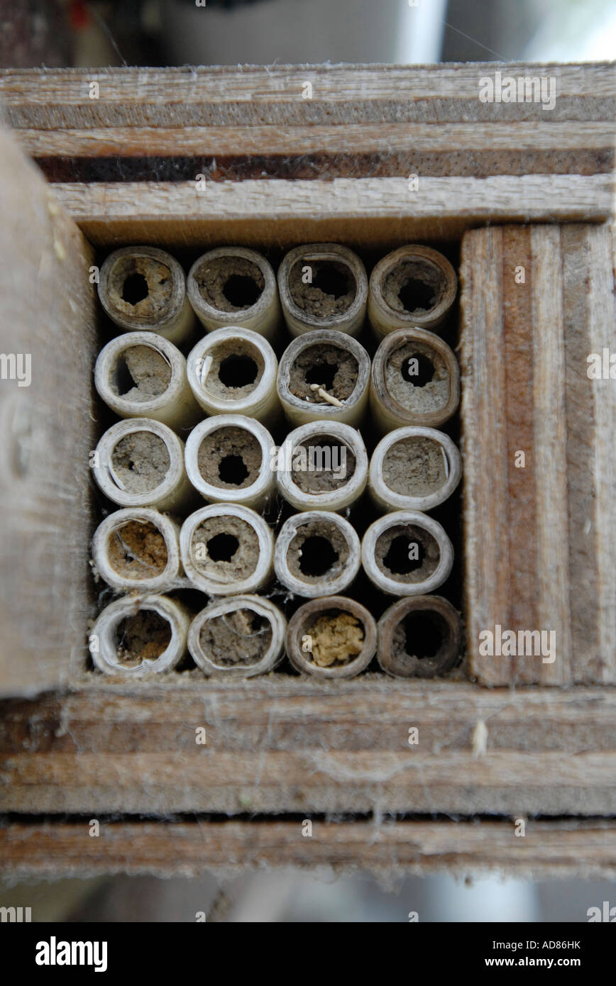 Masonry bees hi-res stock photography and images - Alamy
