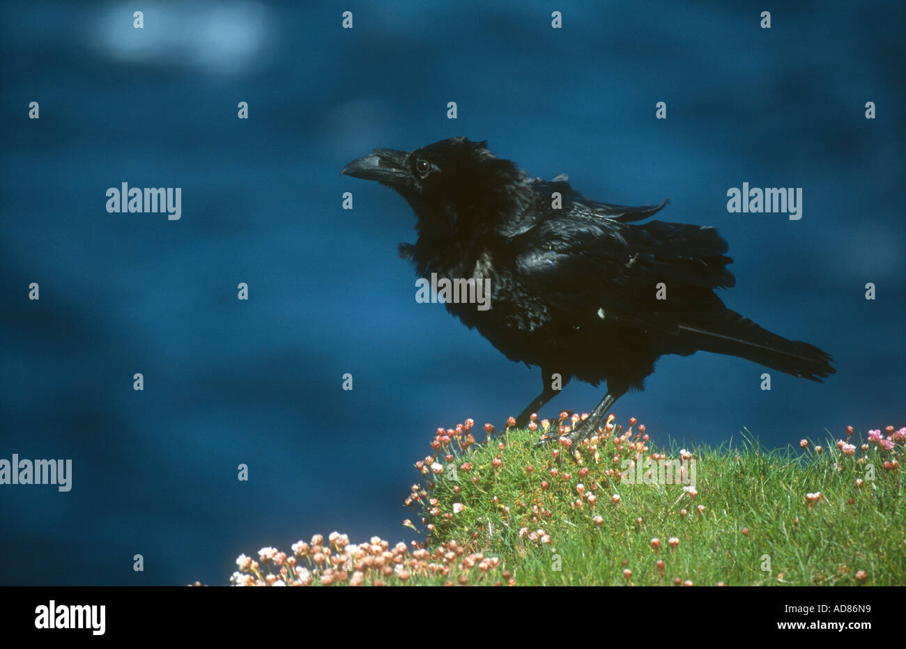 Raven orkney hi-res stock photography and images - Alamy
