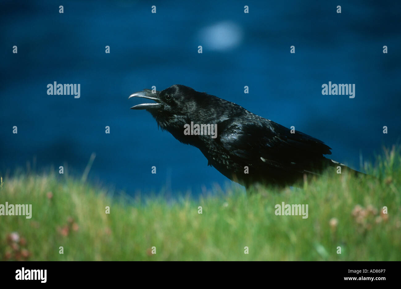 Raven orkney hi-res stock photography and images - Alamy
