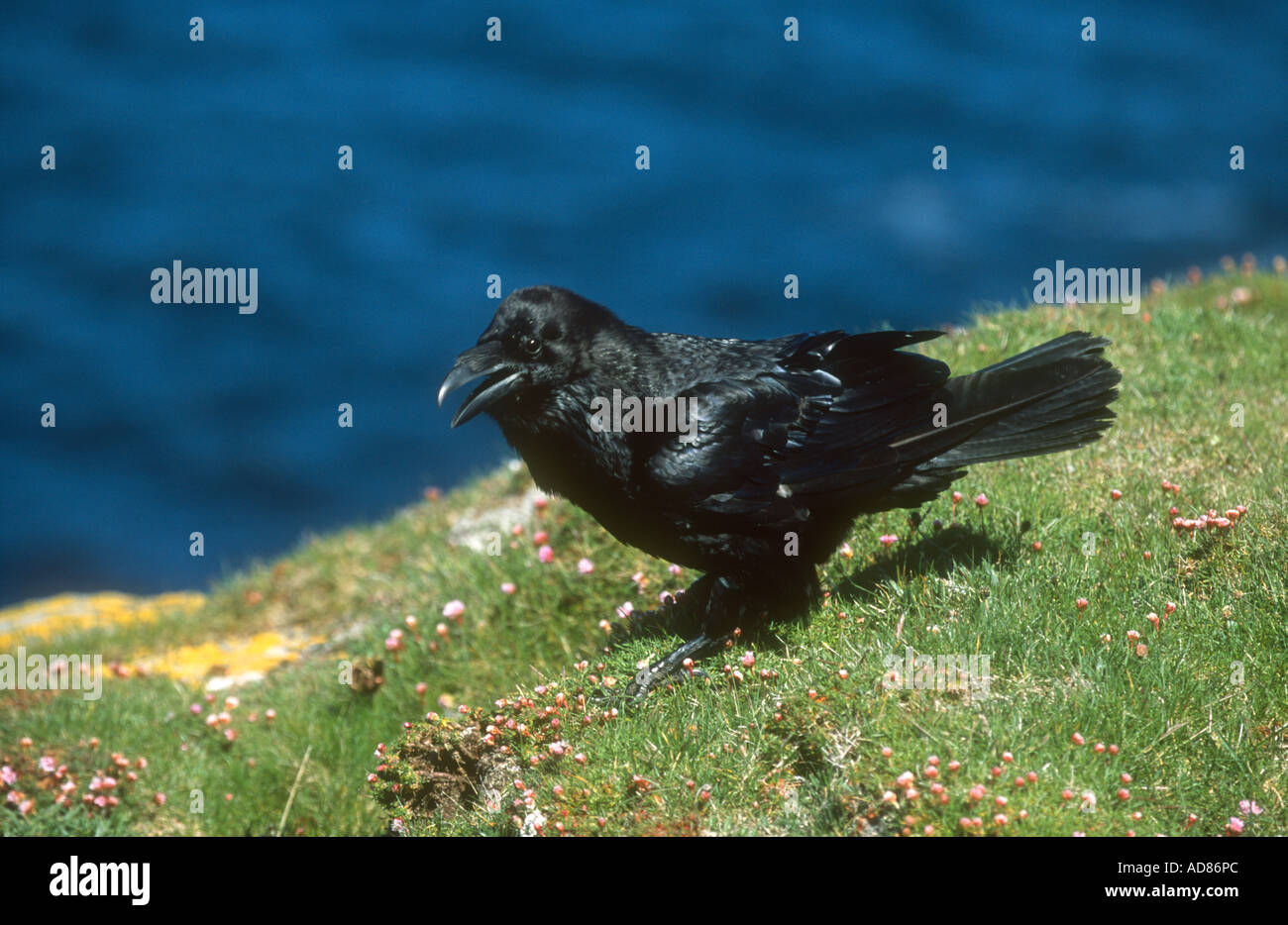 Raven Orkney High Resolution Stock Photography and Images - Alamy