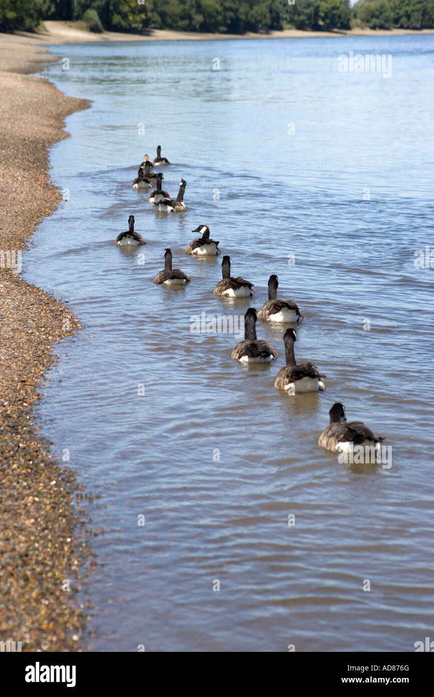 Thames wildlife hi-res stock photography and images - Alamy