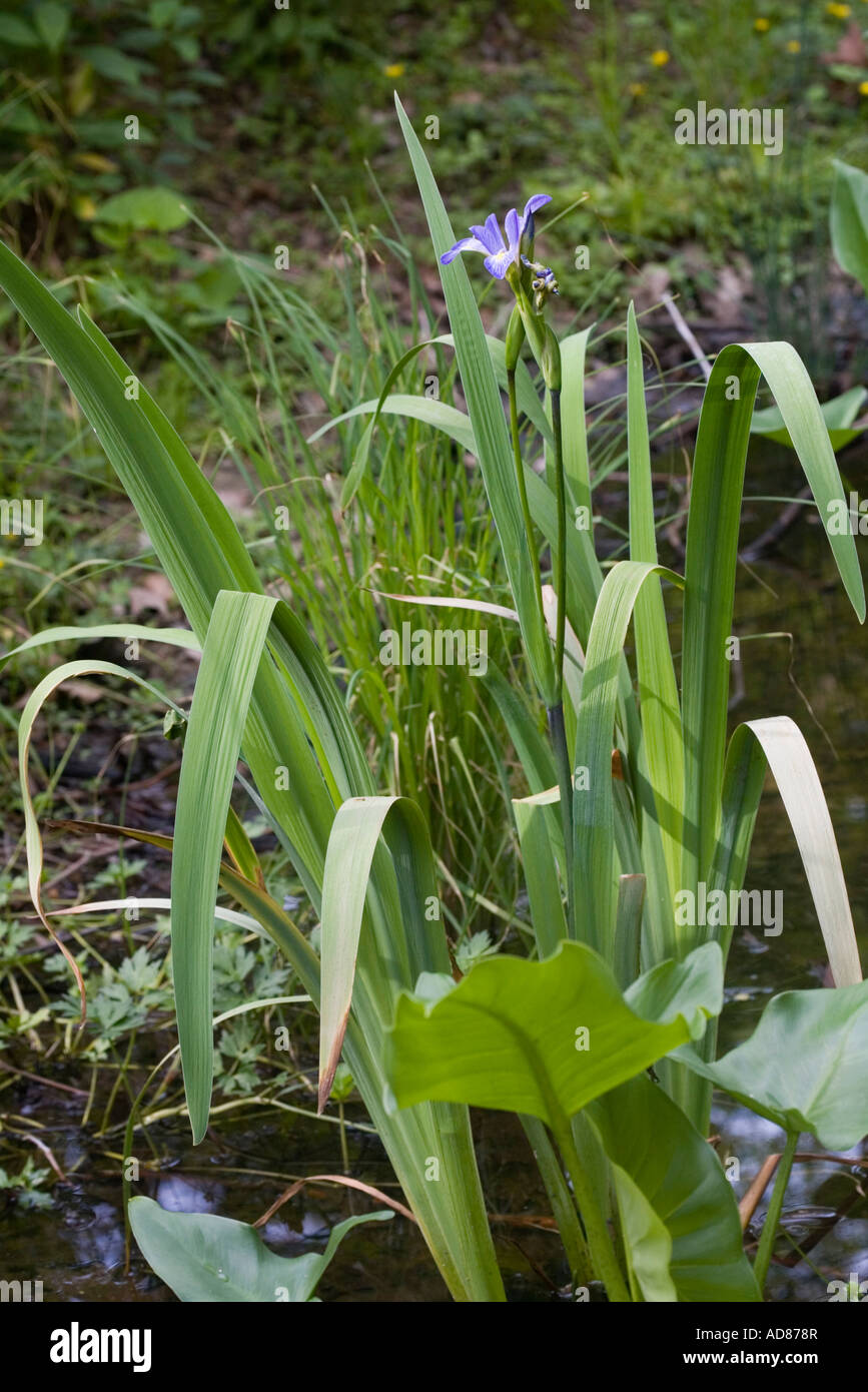 Virginia Iris Iris virginica Asheville Buncombe County North Carolina ...