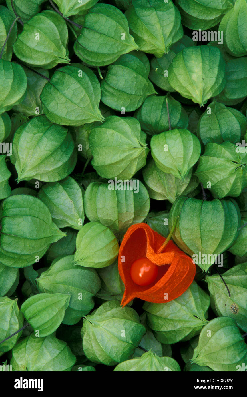 Red Chinese Lantern Seed Pod & seed with Smooth Ground Cherry seed pods ...