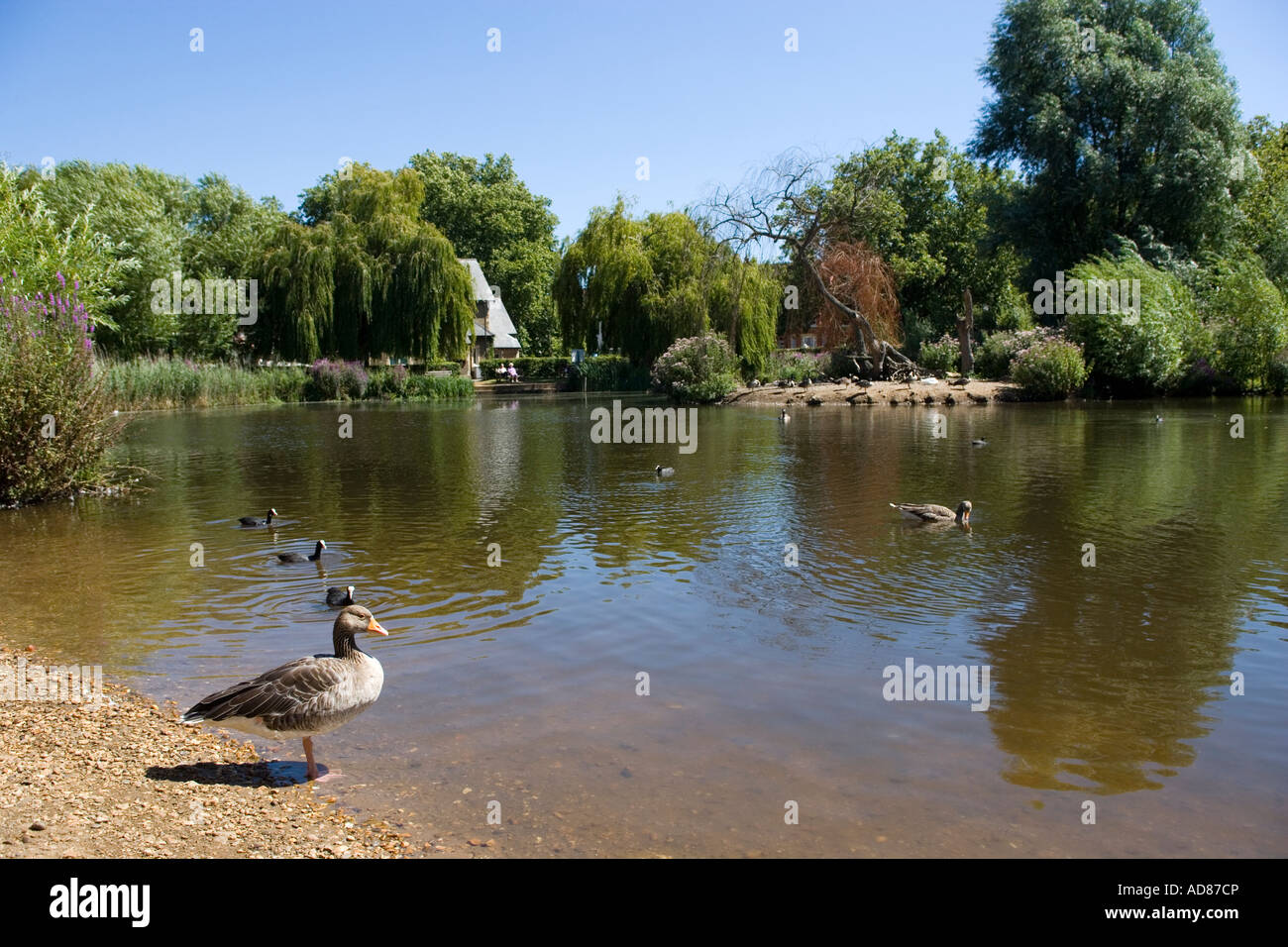 Barnes pond hi-res stock photography and images - Alamy