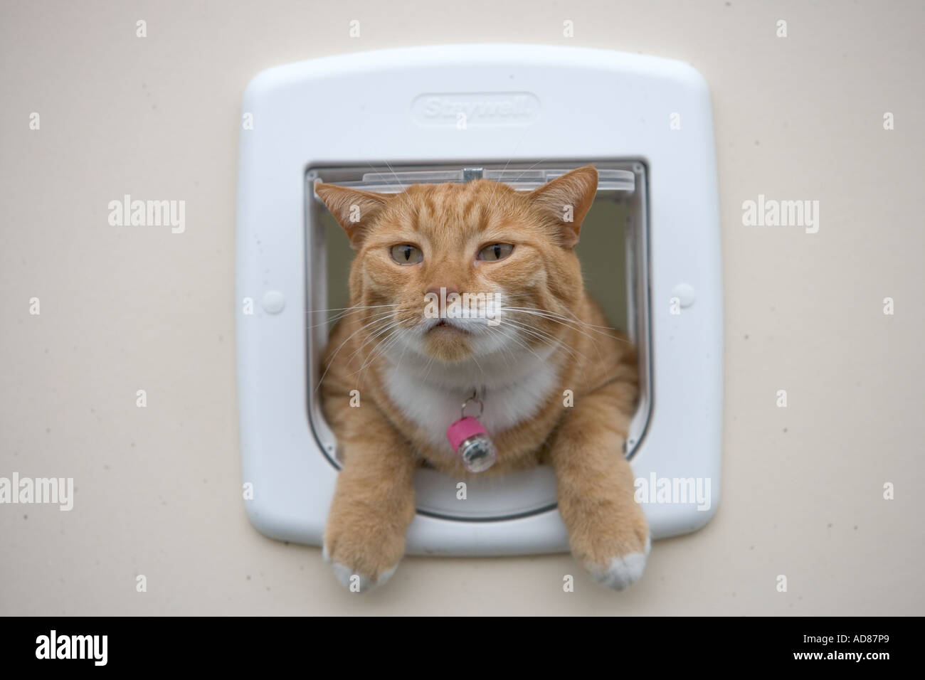 Cat Hanging High Resolution Stock Photography and Images - Alamy