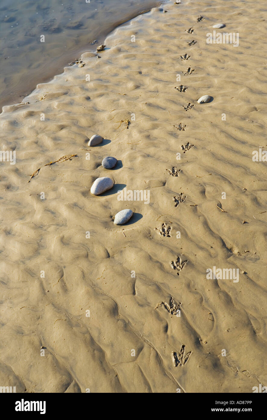 Goose tracks in the mud along the Columbia River in Southeastern ...