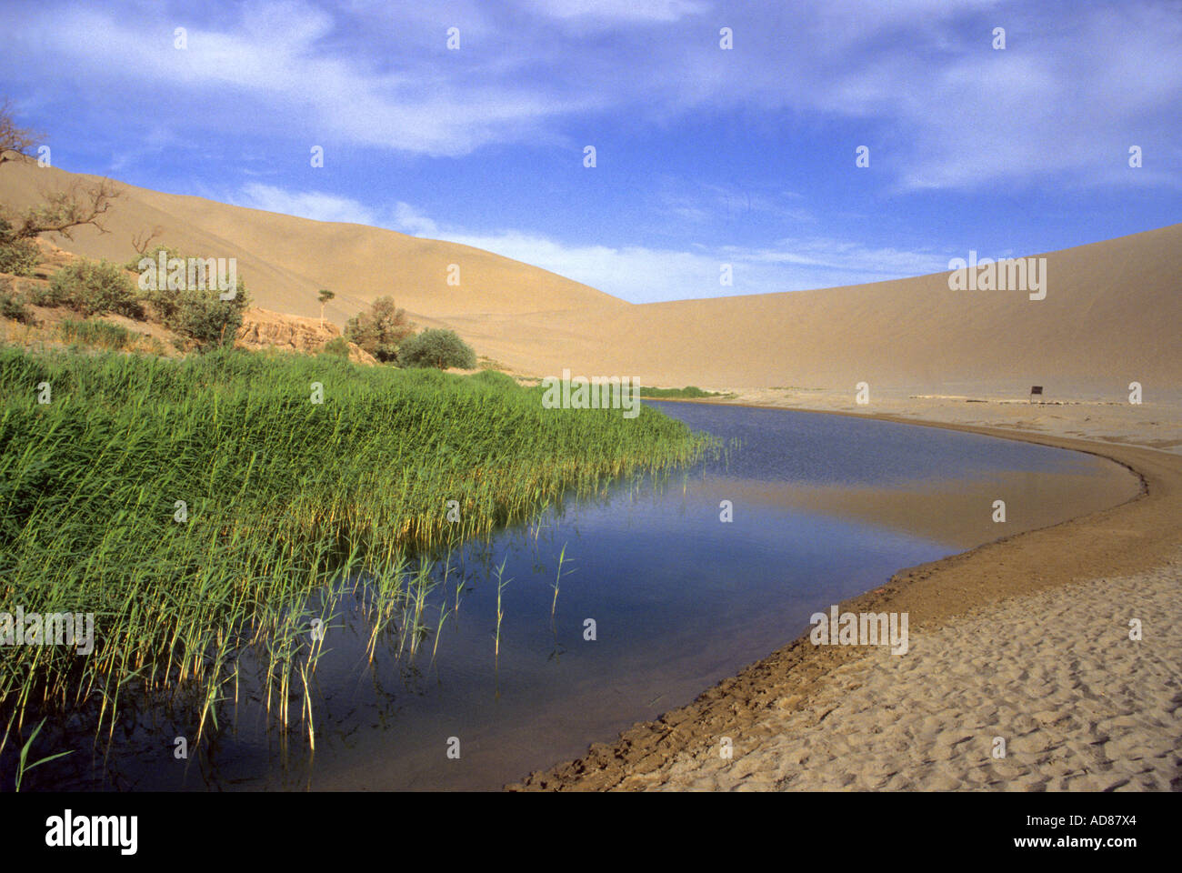 Gobi Desert Oasis
