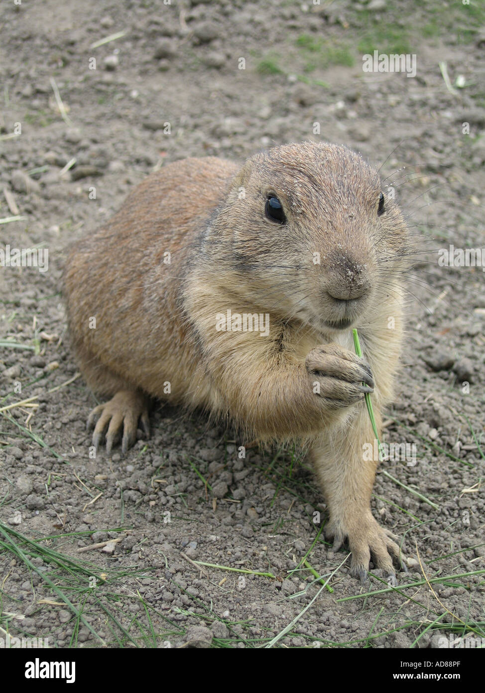Groundhog eating grass Stock Photo - Alamy