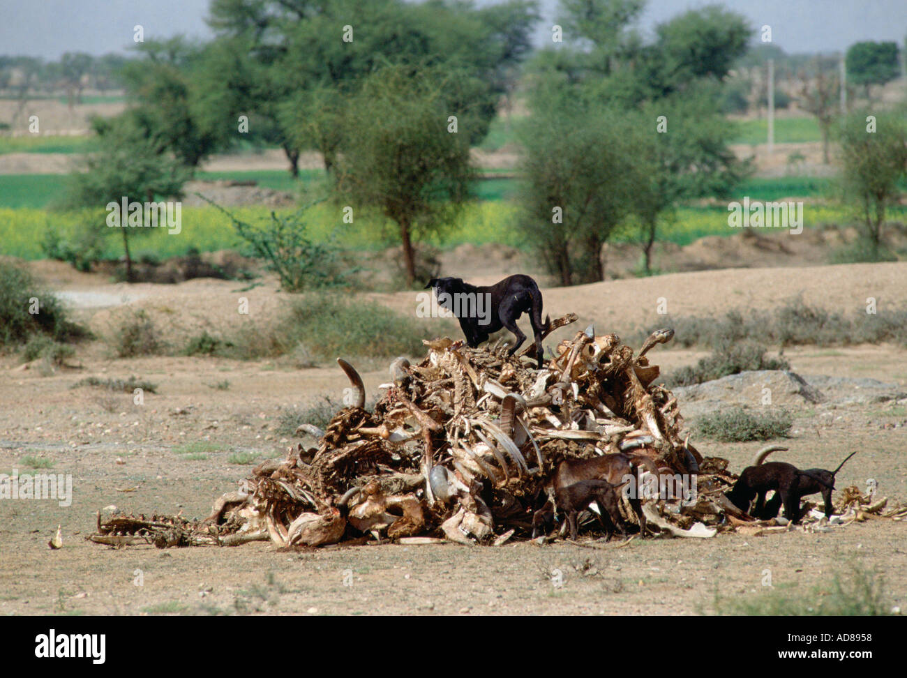 Hungry black mongrel dog scavenging among a pile of old bones at Nalu ...