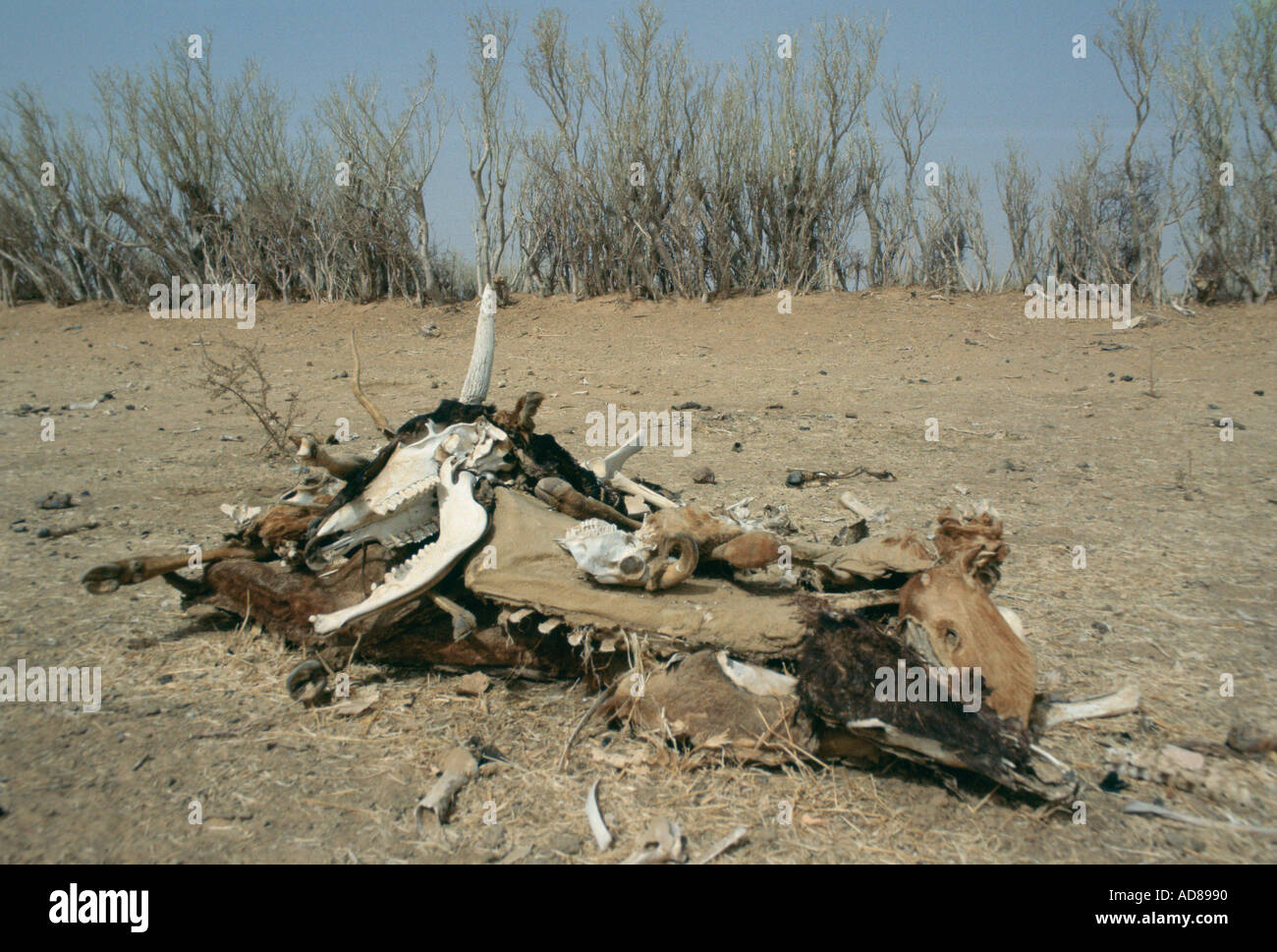 Carcasses of bones of dead animals in the drought areas of Burkina ...