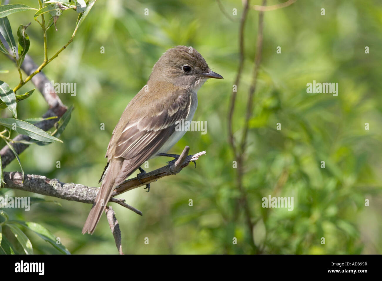 Alder flycatcher hi-res stock photography and images - Alamy