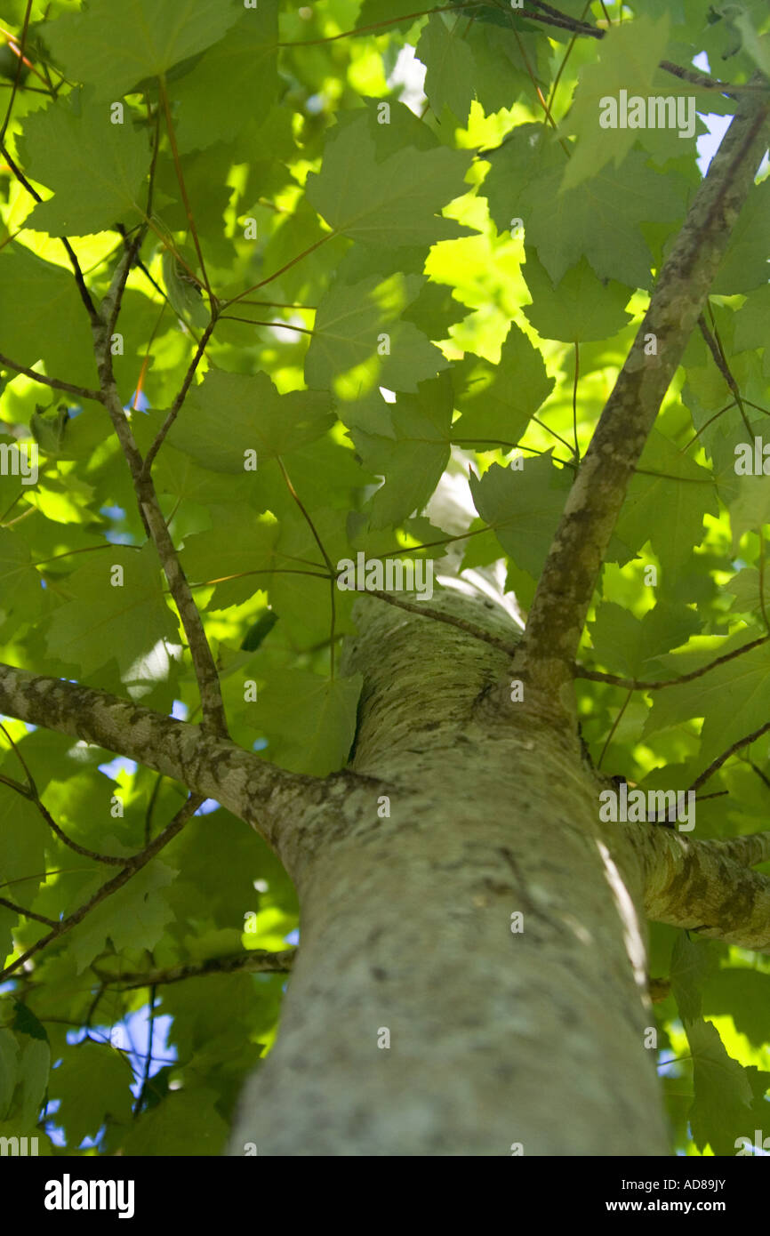 Looking up into tree Stock Photo - Alamy