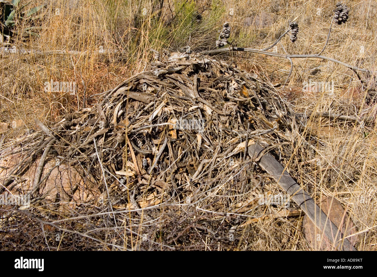 White throated Woodrat Neotoma albigula Ft Huachuca Arizona United ...