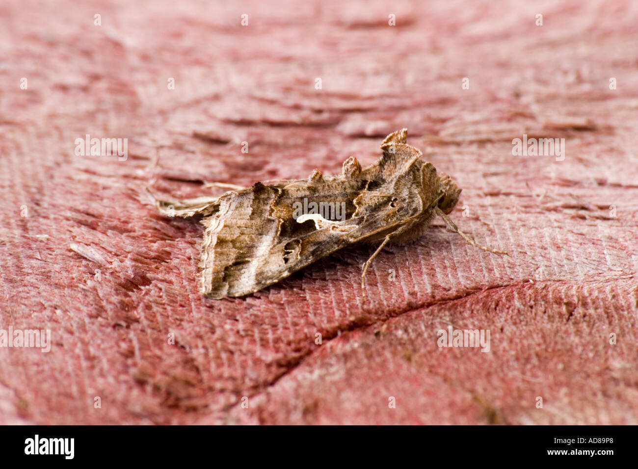 Flutter wings hi-res stock photography and images - Alamy