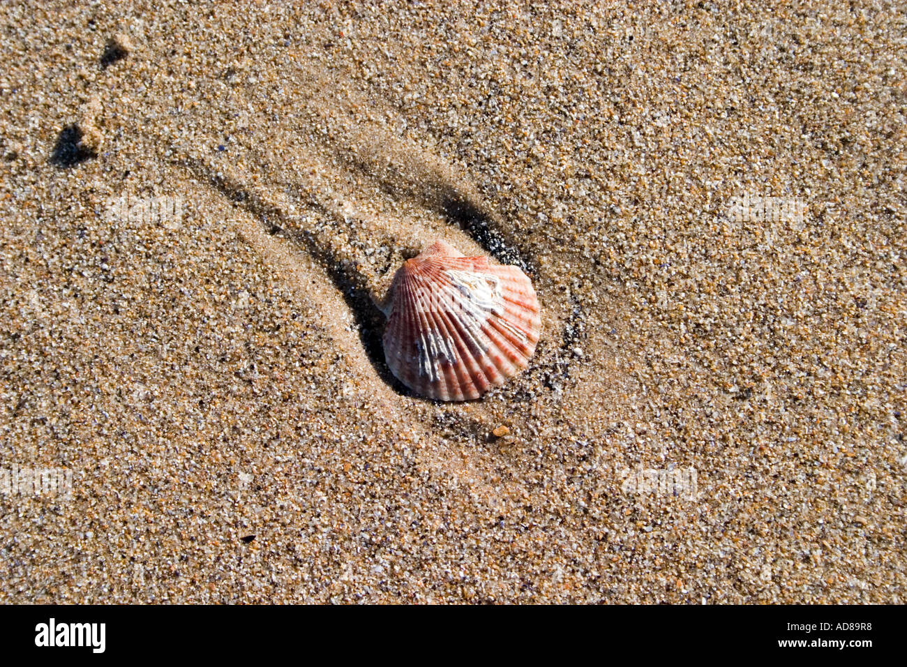 Shell in sand Stock Photo - Alamy