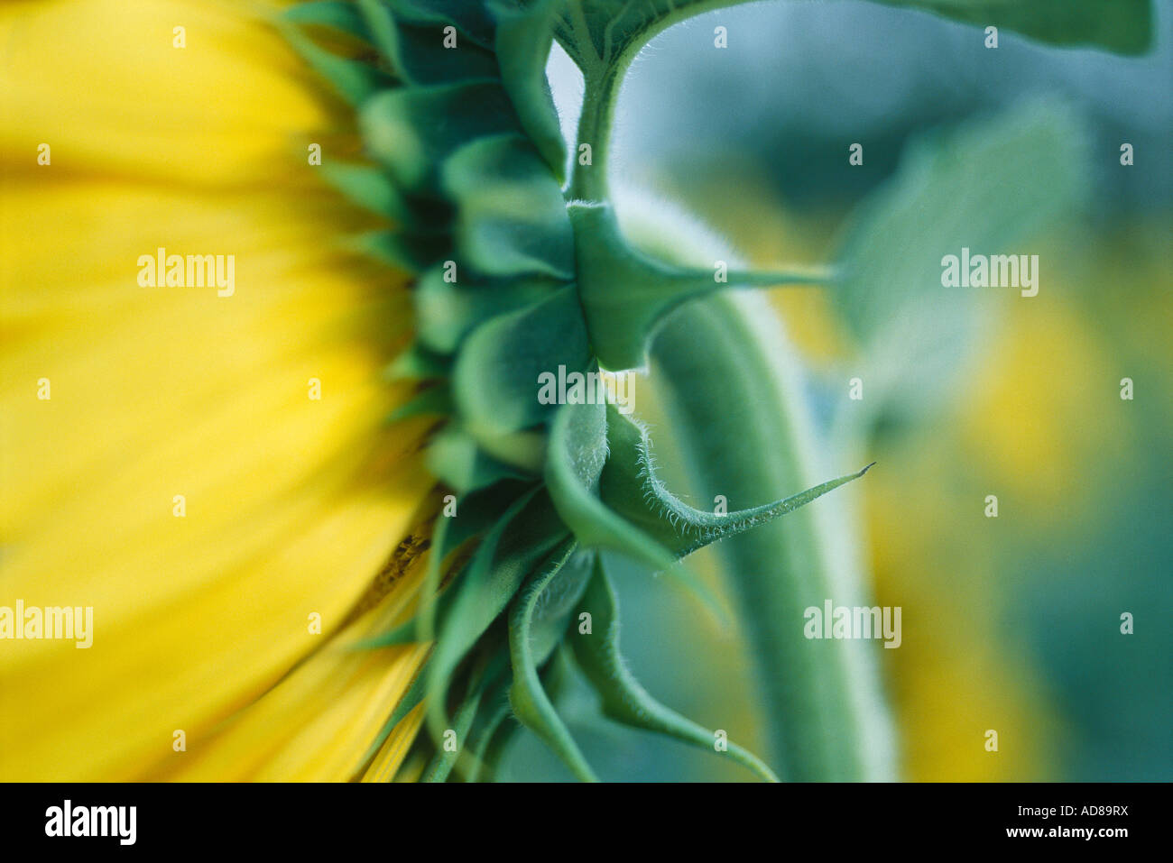 Side views sunflowers hi-res stock photography and images - Alamy
