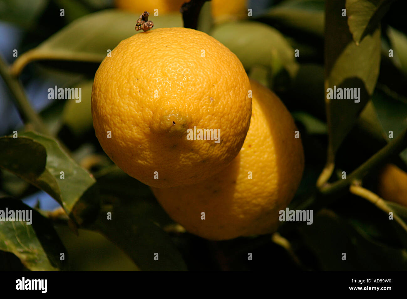 Sauerfrucht hi-res stock photography and images - Alamy