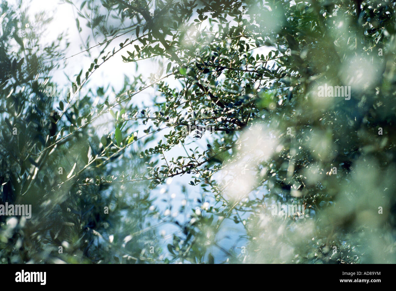 Olive tree view from below hi-res stock photography and images - Alamy