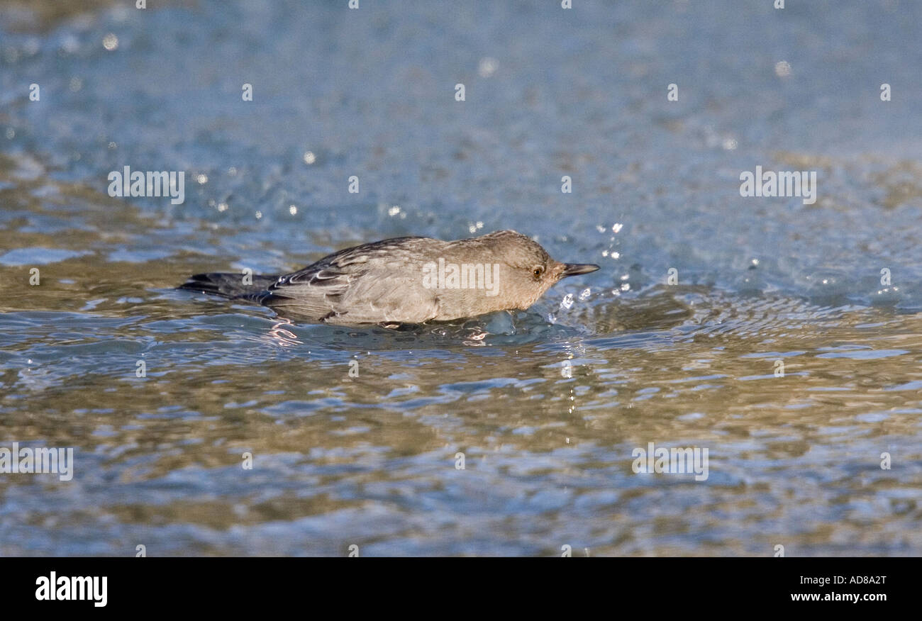 American Dipper Cinclus mexicanus Soldatna Kenai Peninsula ALASKA USA ...