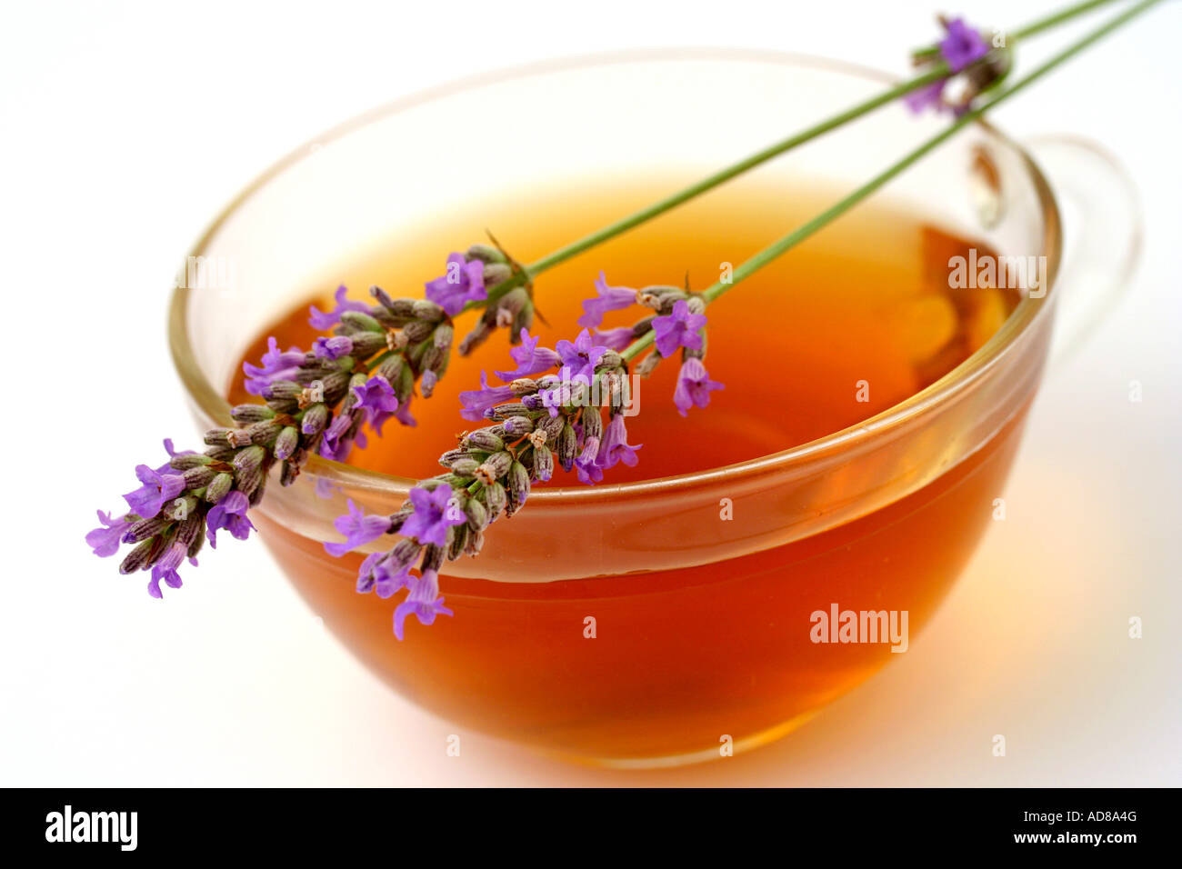 Lavender infusion (Lavandula officinalis Stock Photo - Alamy