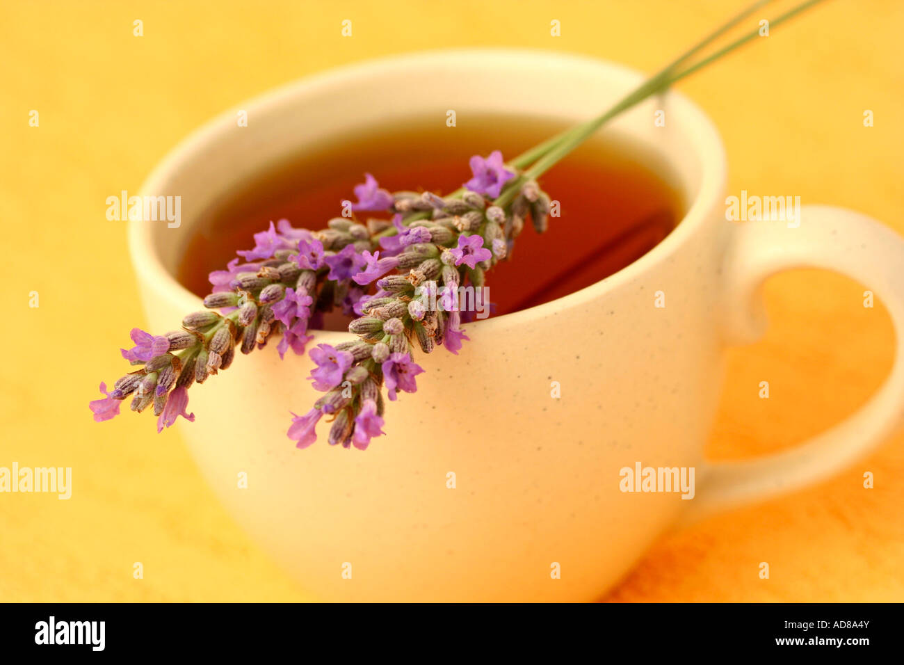 Lavender infusion (Lavandula officinalis Stock Photo - Alamy