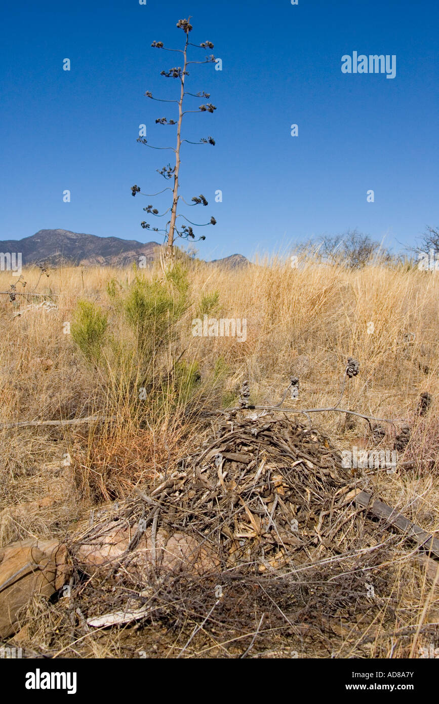 White throated Woodrat Neotoma albigula Ft Huachuca Arizona United ...