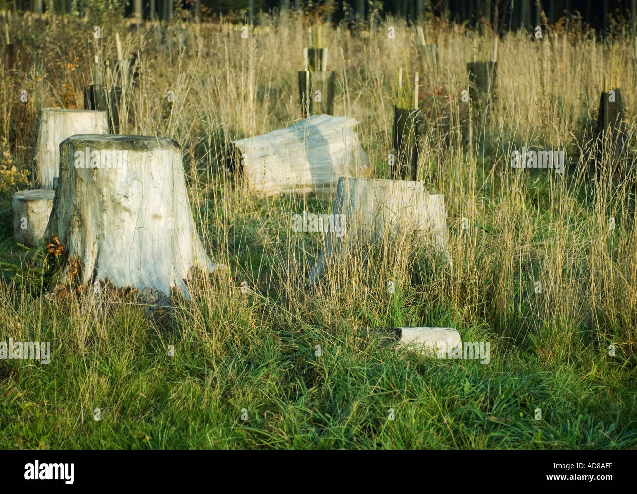 Deforestation tree stumps people hi-res stock photography and images ...