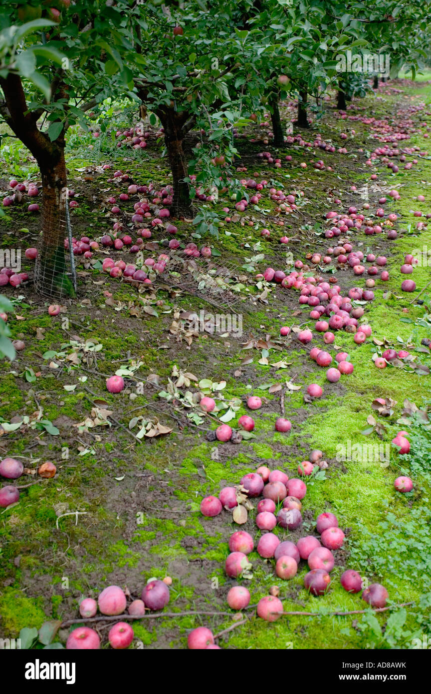 Harvest time at the apple orchard upstate New York Stock Photo - Alamy