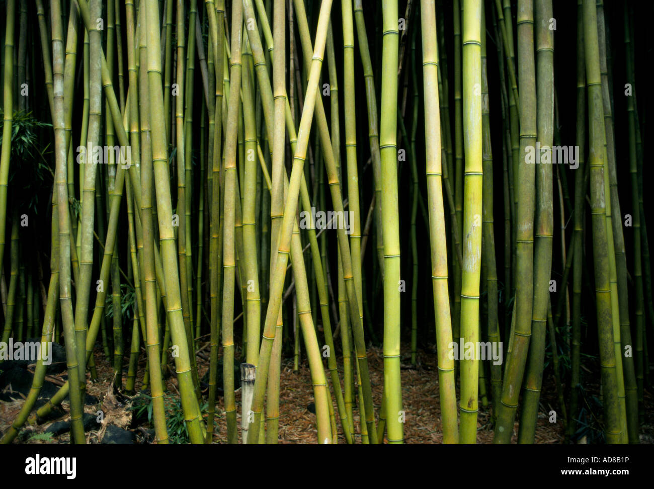 A thick bamboo forest in a rain forest on the island of Maui, Hawaii ...