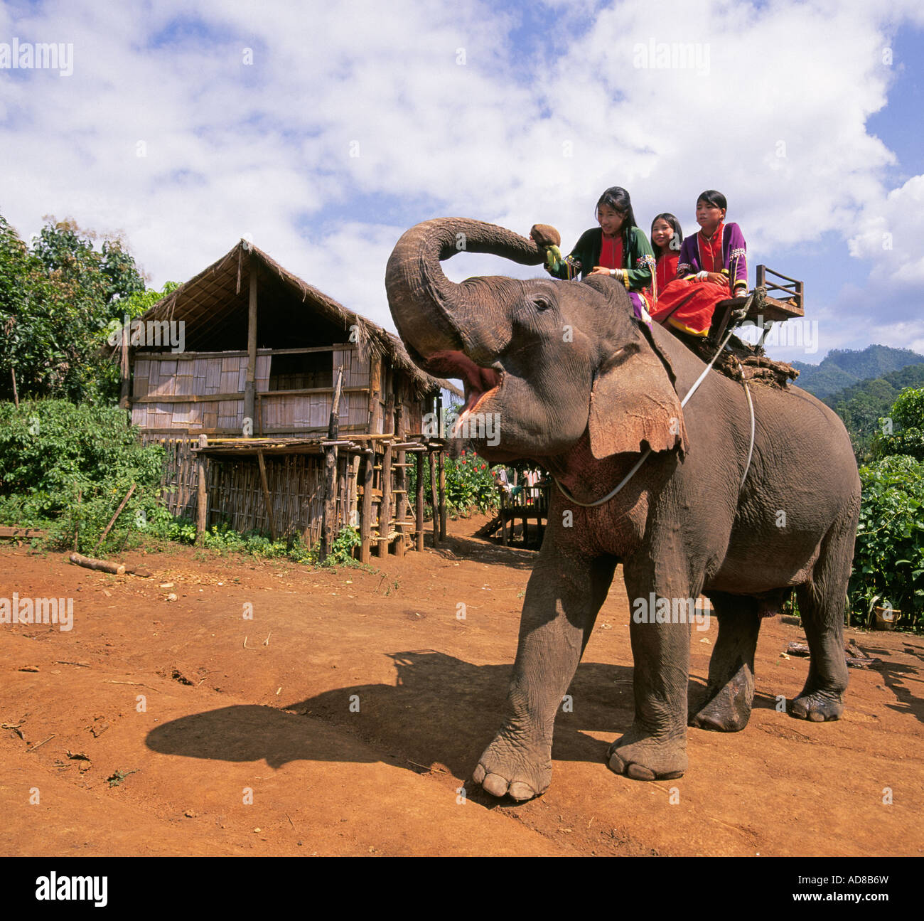 Girls from the Lahu tribe ride a trained elephant in a small mountain ...