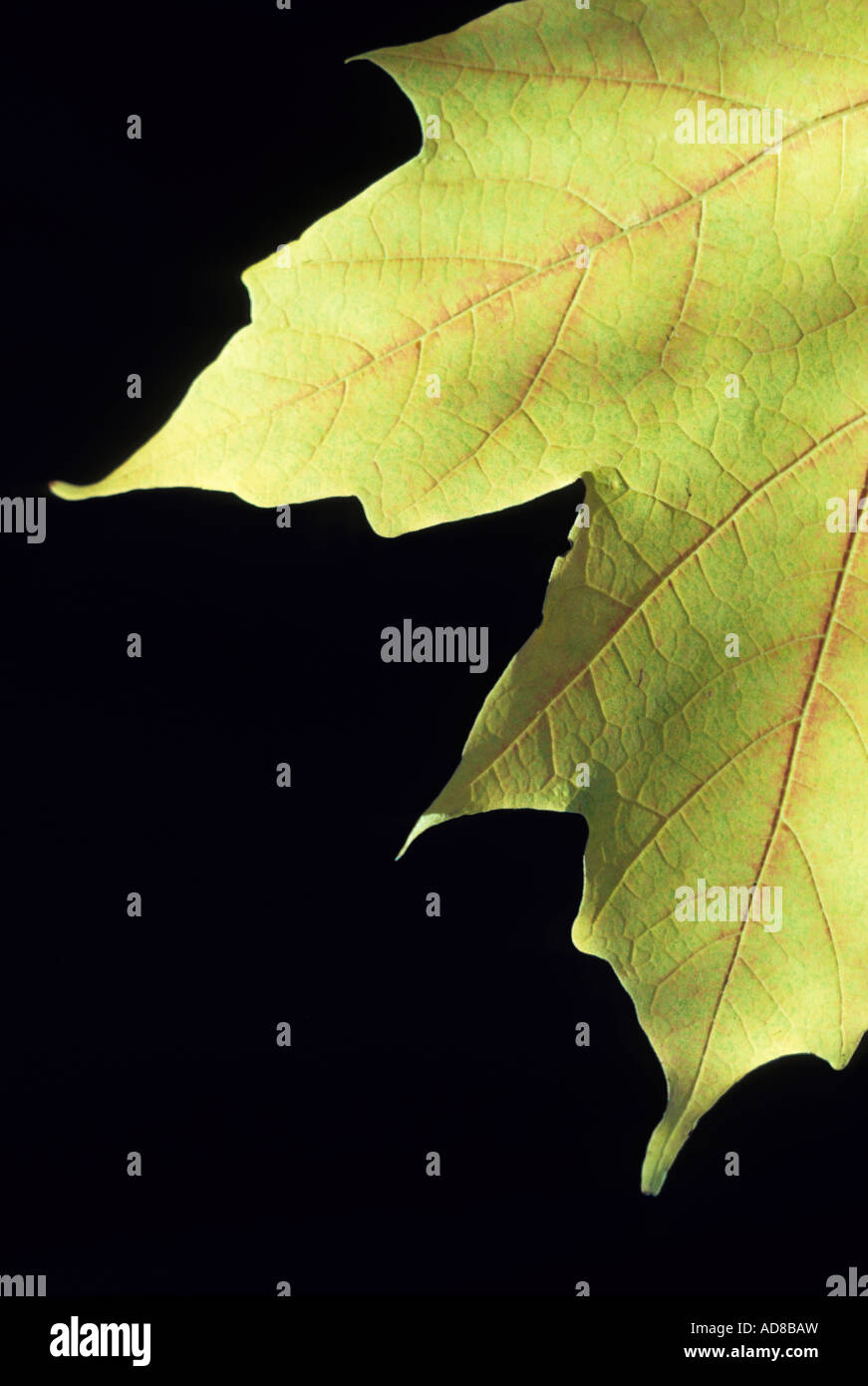 DETAIL OF SUGAR MAPLE LEAF (ACER SACCHARUM) IN FALL SEASON. N.E ...