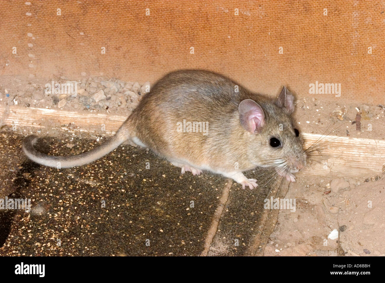 White throated Woodrat Neotoma albigula Tucson Arizona United States 18 ...
