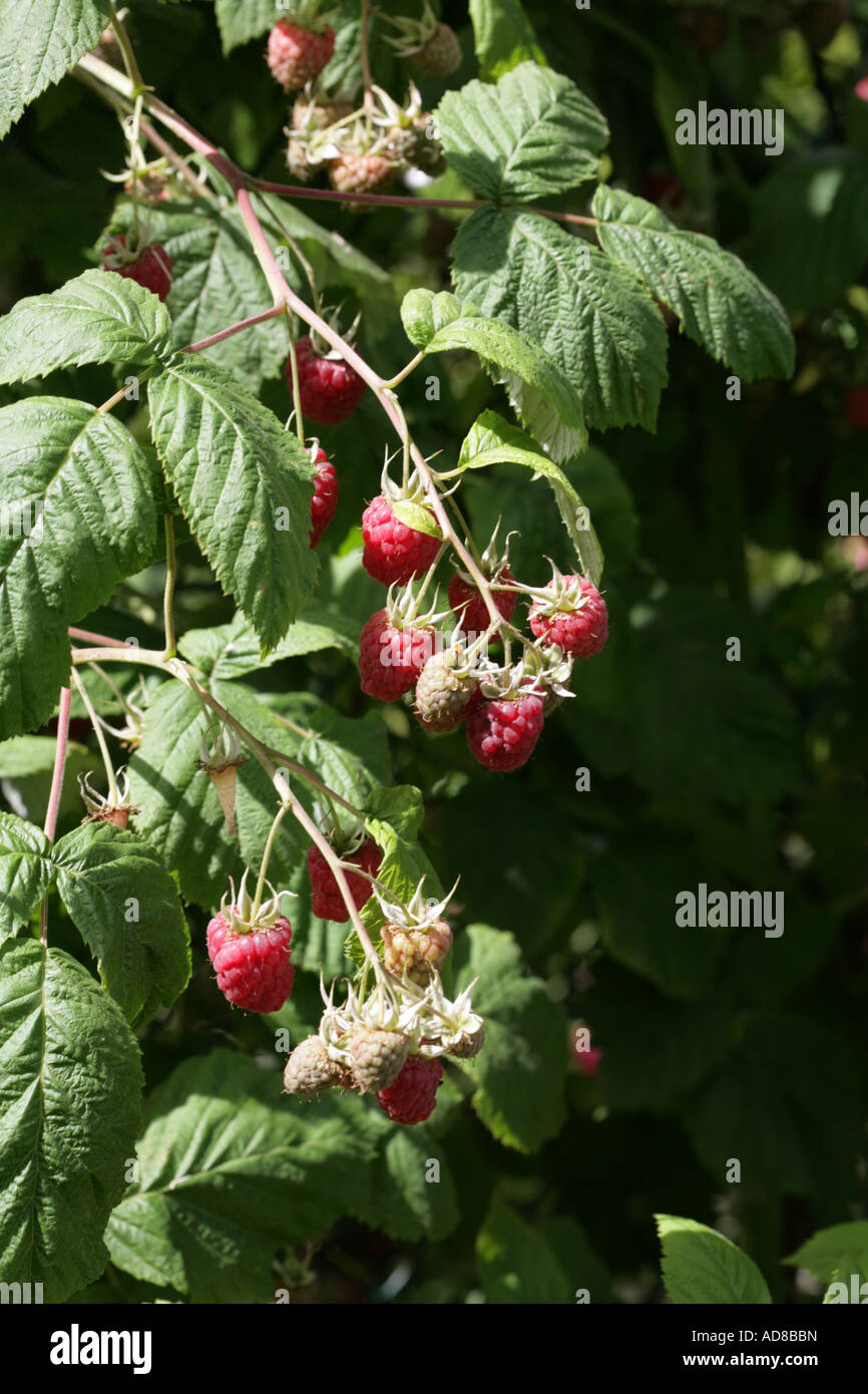 Raspberries garden cane hi-res stock photography and images - Alamy