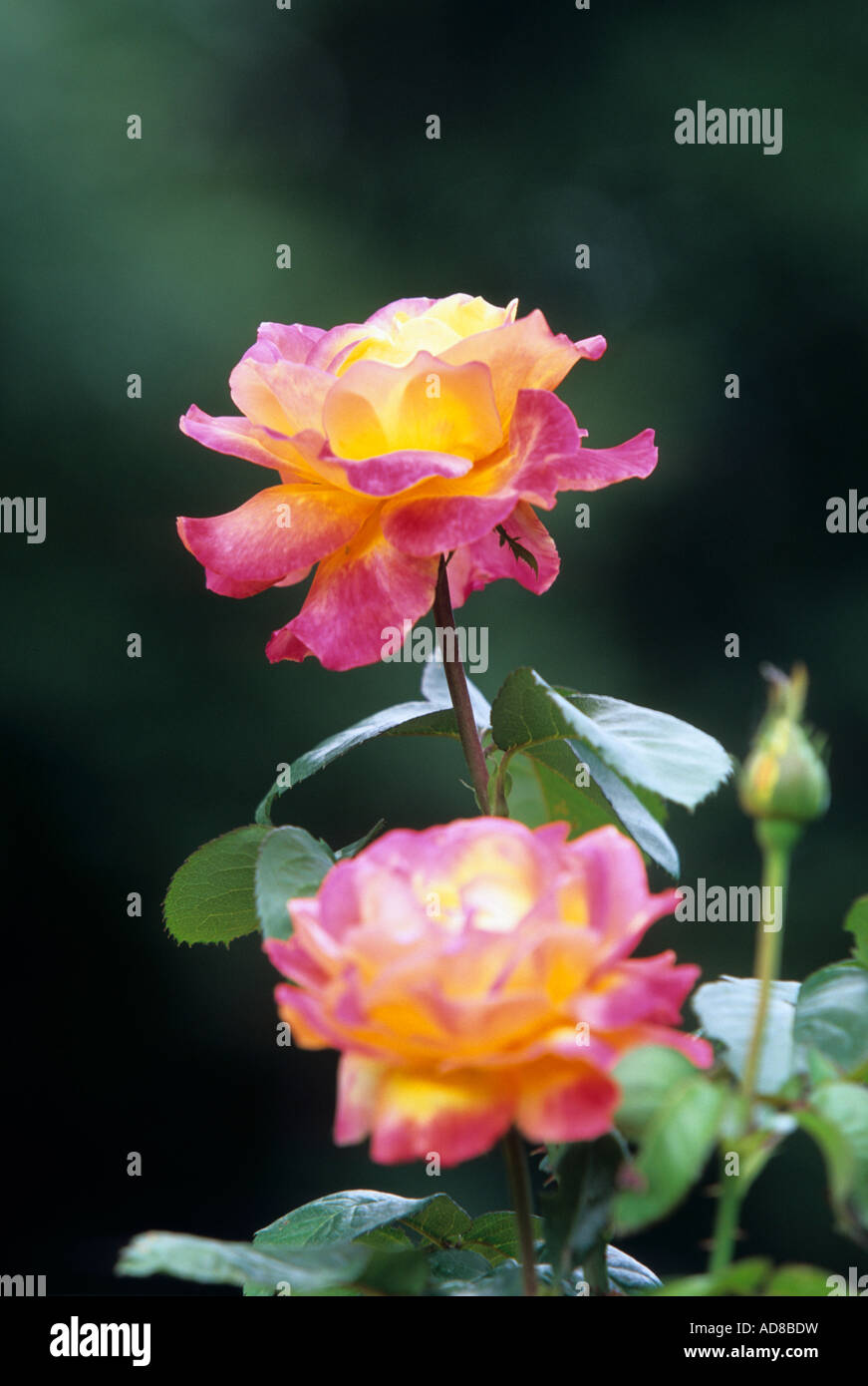 Fragranced rose hi-res stock photography and images - Alamy