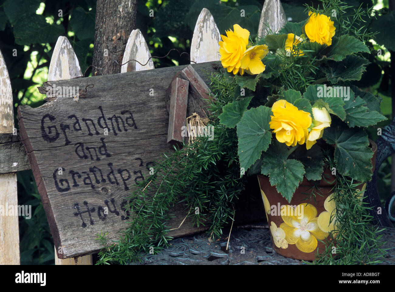 Golden begonias hi-res stock photography and images - Alamy