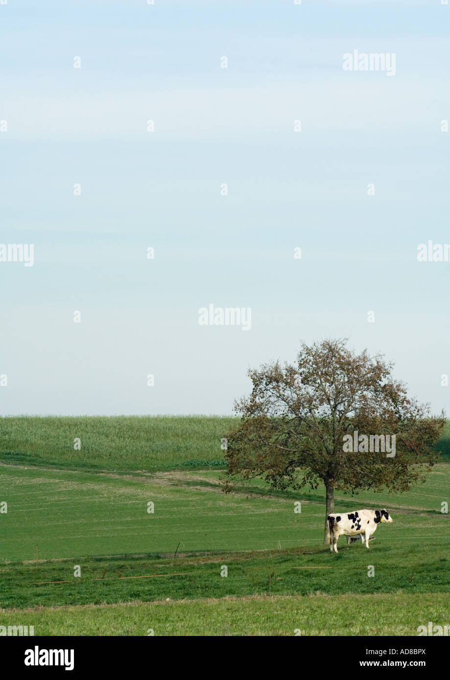 Cow in green pasture, standing by tree Stock Photo - Alamy