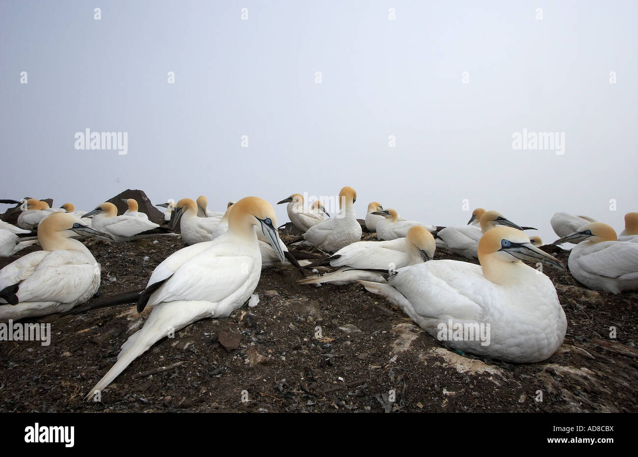 Gannets (Morus bassanus) on nest with eggs Stock Photo - Alamy