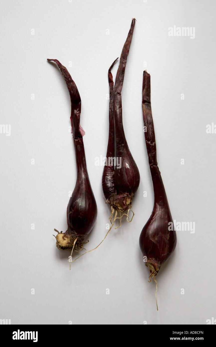 Arrangement of three red onion bulbs and stems on white background ...