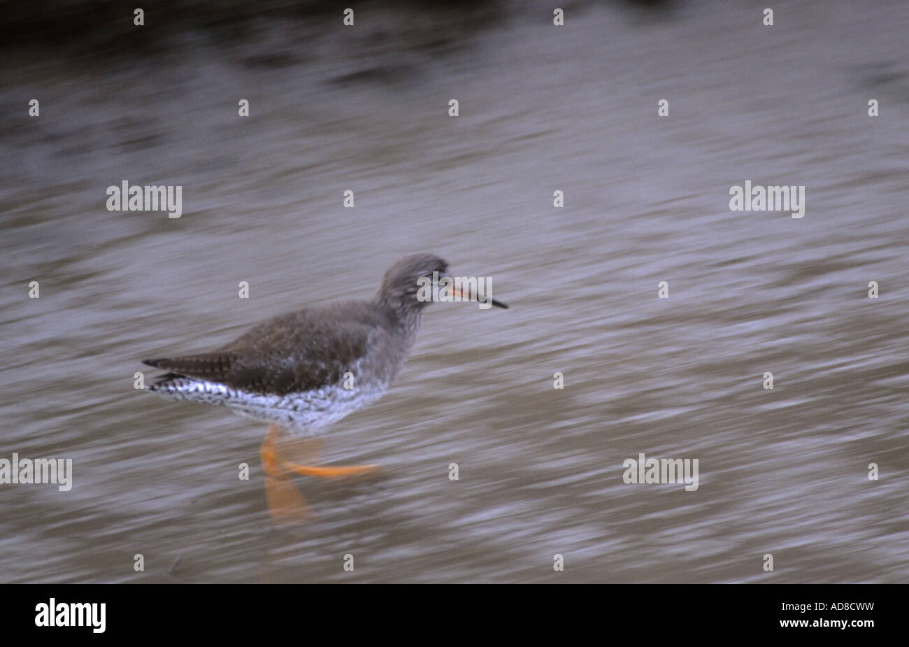 Red shank bird hi-res stock photography and images - Alamy